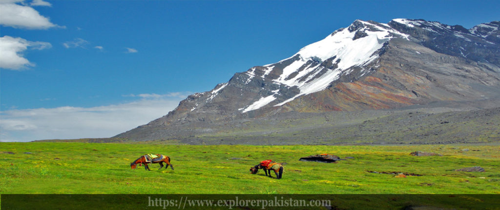 Largest National Parks in Pakistan | Ayub and Deosai National Park
