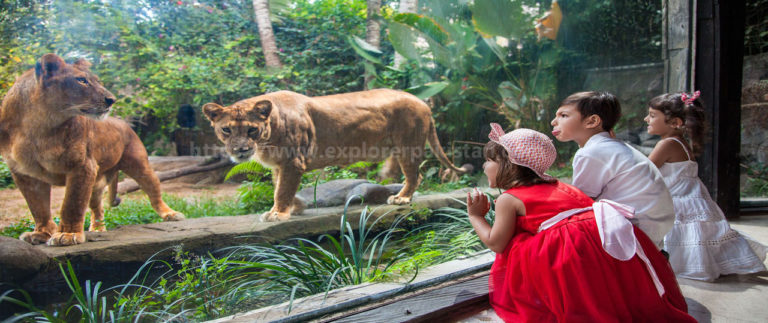 Lahore Zoo Safari Park - Contact Number for The Booking and Timings