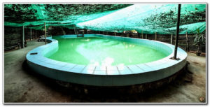 Rana Luxury Resort | Rana Safari Park in Lahore Pakistan